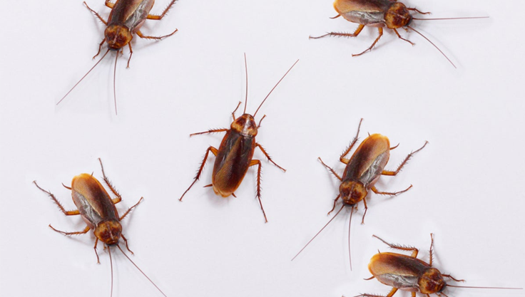 Home - All American Pest Control